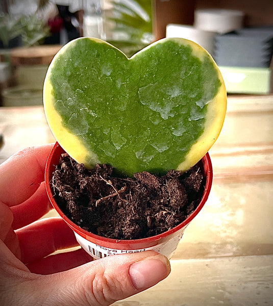 Hoya Heart – The Creemore Flower Company Inc.